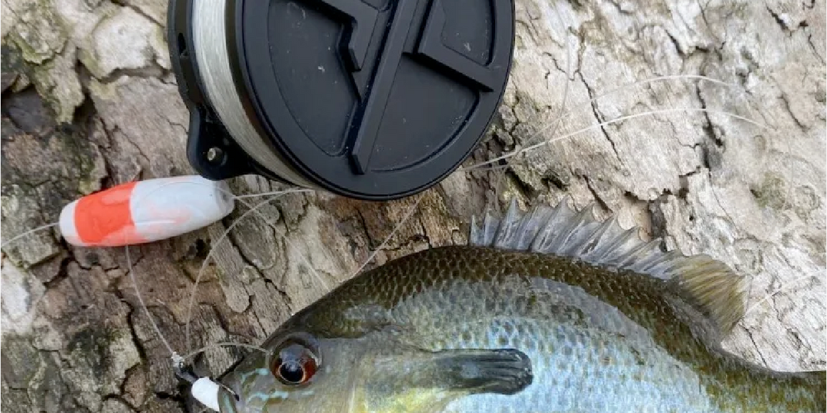 Intro to Handline Fishing | Georgia Bushcraft