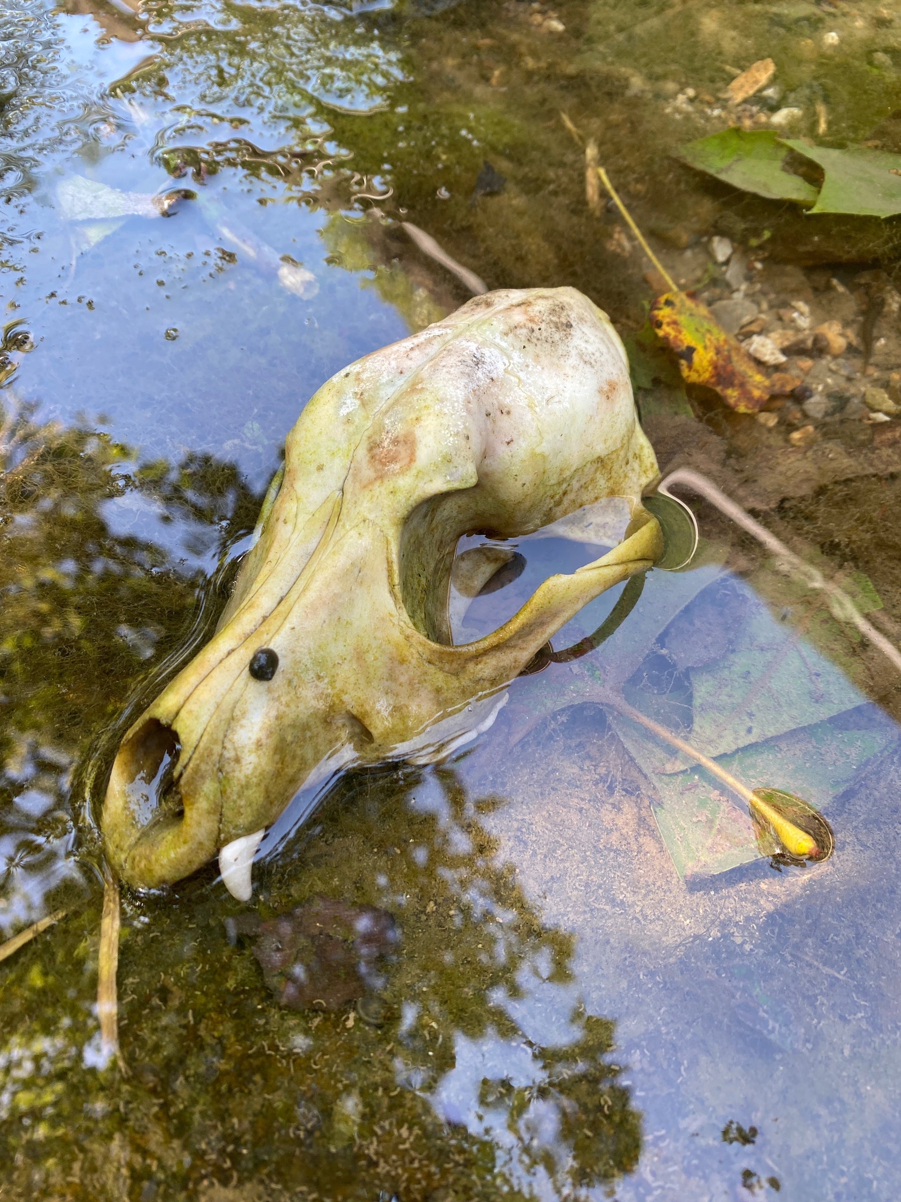 Reading the Secret Signs of Nature — Georgia Bushcraft